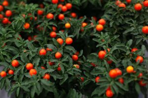 Jerusalem Cherry Plant Guide | How to Grow Solanum Pseudocapsicum ...
