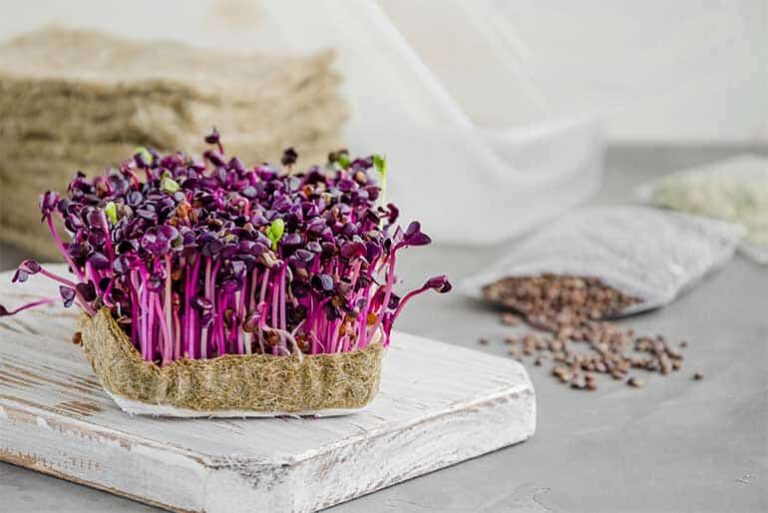 How To Grow Red Rambo Radish Microgreens In 5 Days